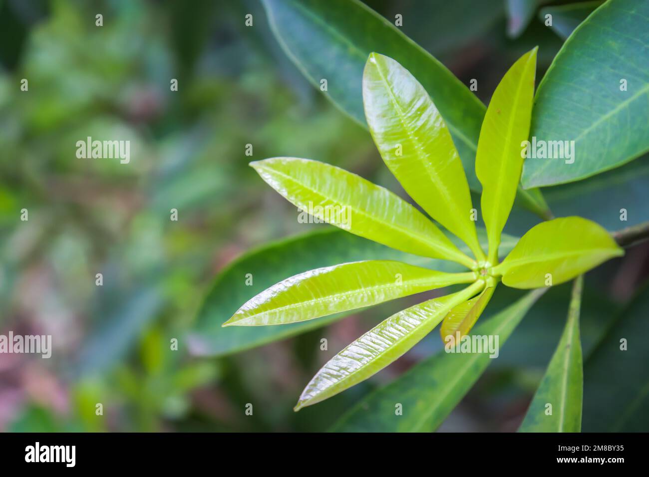 A closeup of Alstonia scholaris, commonly called blackboard tree Stock ...