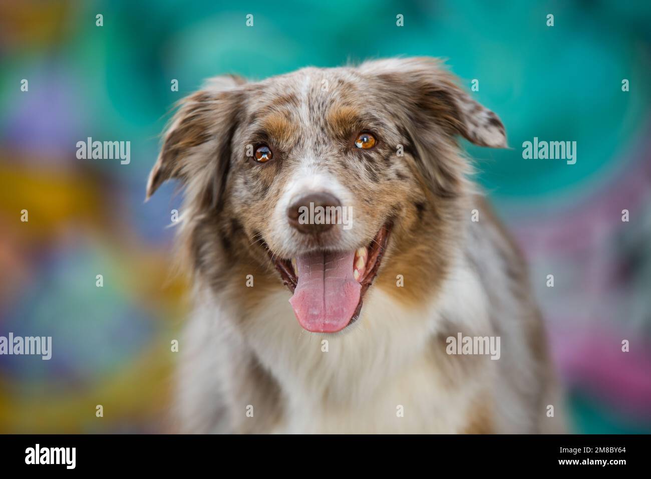 Adult australian shepherd dog on colorful background looking to the ...