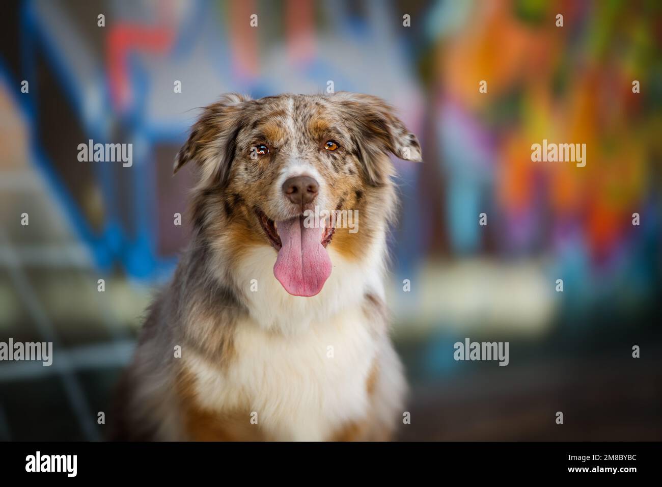 Adult australian shepherd dog on colorful background looking to the ...