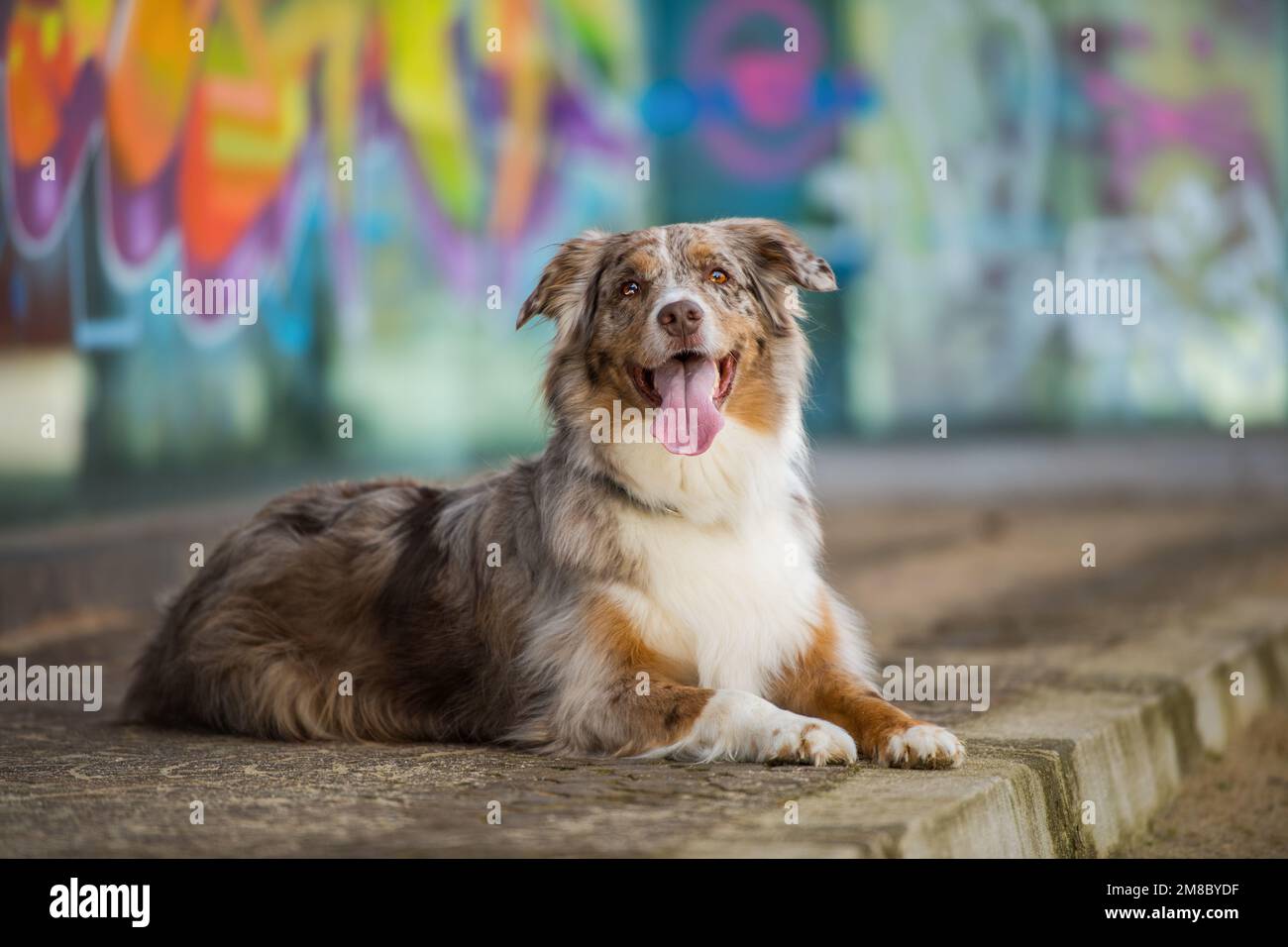 Adult australian shepherd dog hi-res stock photography and images - Alamy