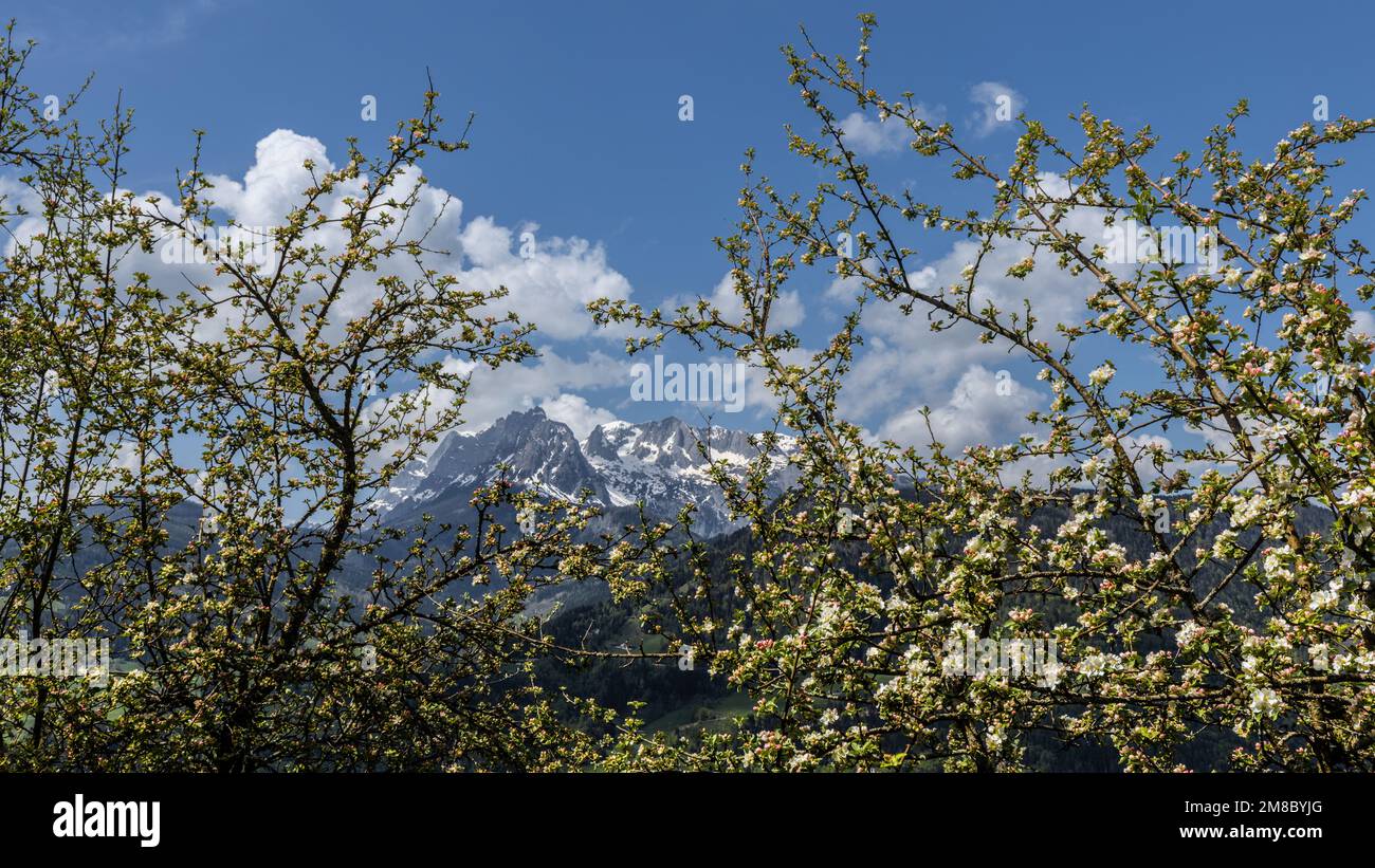 fruit tree blooms against the backdrop of the mountains Stock Photo - Alamy