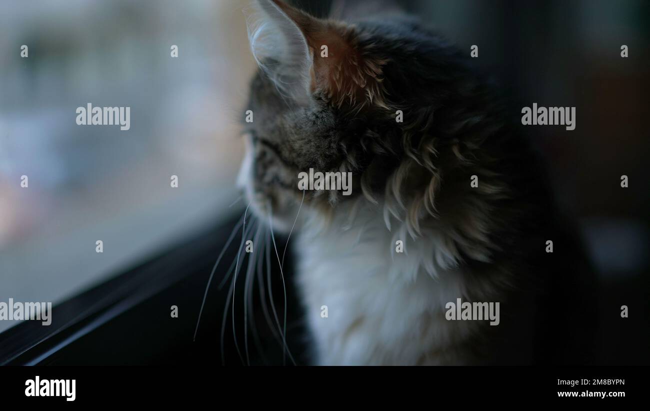 Cute little cat standing by window looking outside Stock Photo - Alamy