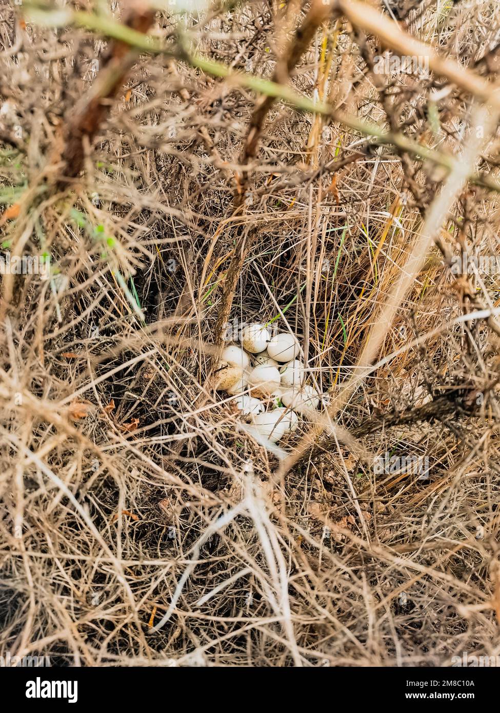 A selective of eggs in the Partridge nest Stock Photo - Alamy