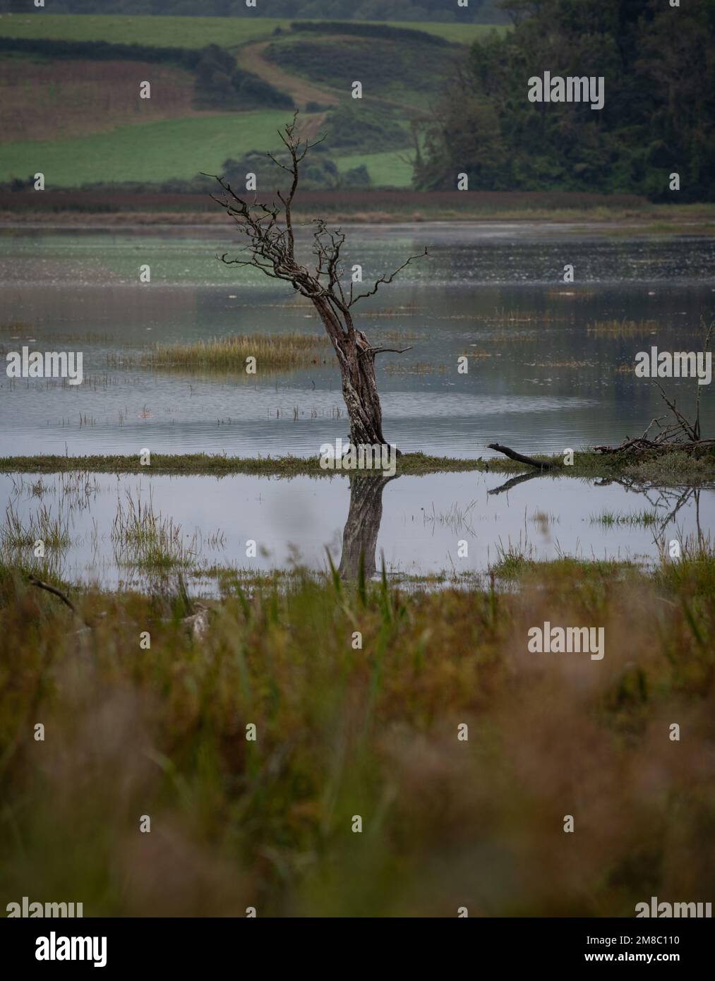 A selective of a lone tree in a flooded marsh on a gloomy day Stock ...