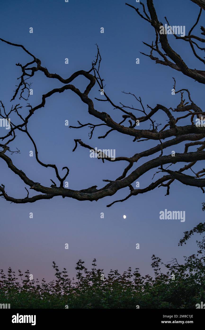 The moon rising behind the branches of a dead tree on a summer evening ...