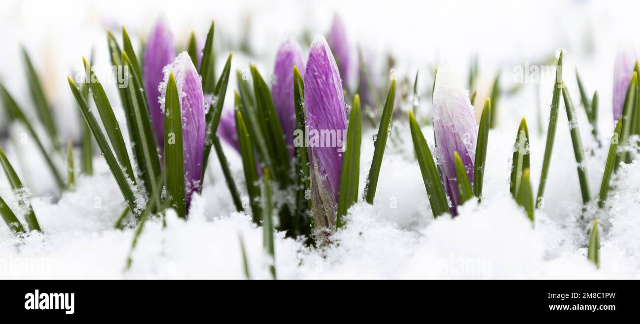 tender crocuses under the snow on a spring day banner Stock Photo - Alamy