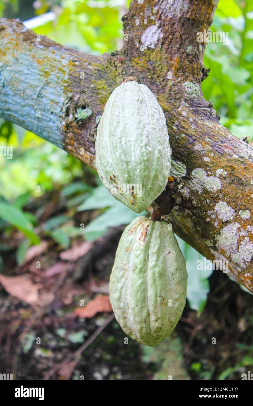 A vertical shot of the Cocoa cultivated tree in plantations that ...