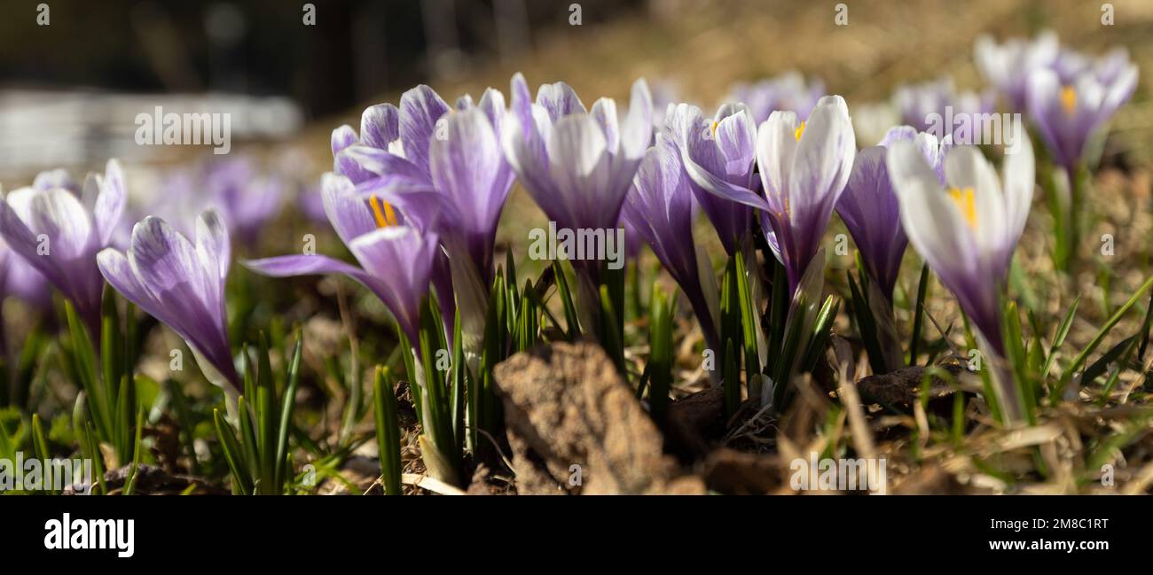 wild crocuses bloom in the highlands in April Stock Photo - Alamy