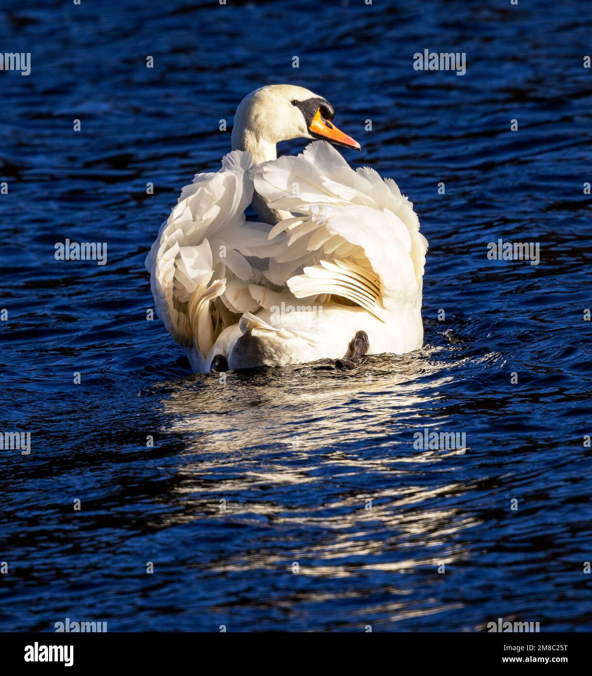 The large fleshy carbuncle on top of the beak denotes the male, or cob ...