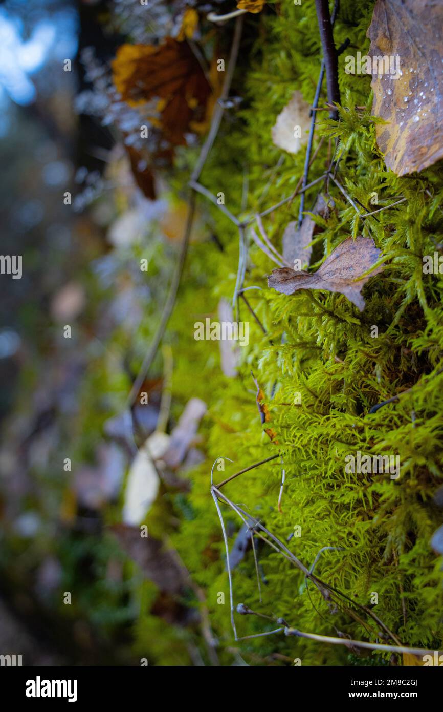 A closeup of leaves overgrown the wall Stock Photo - Alamy