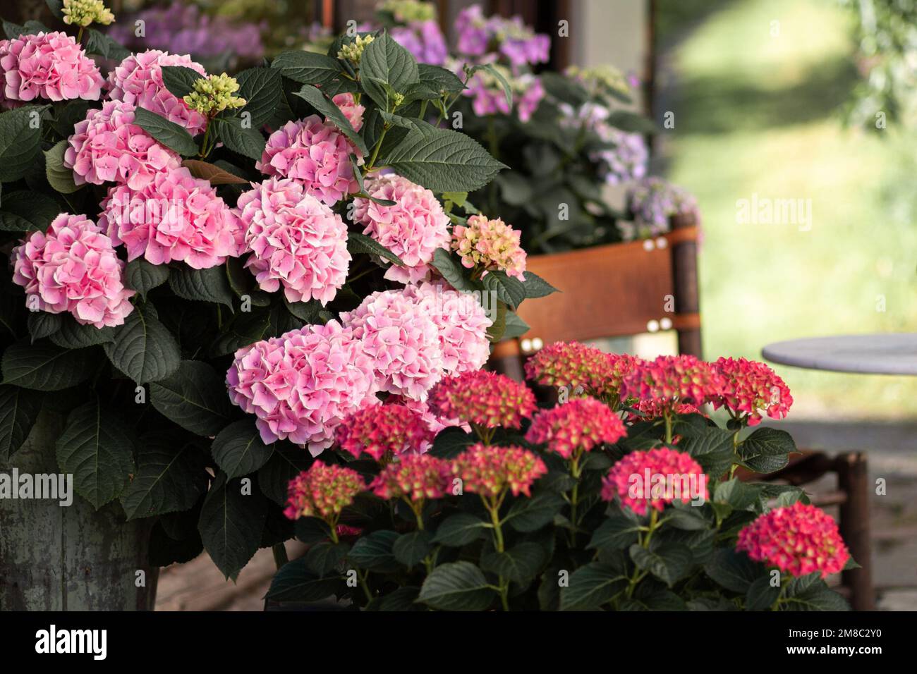 luxurious bright hydrangeas bloom in the home garden austria Stock ...