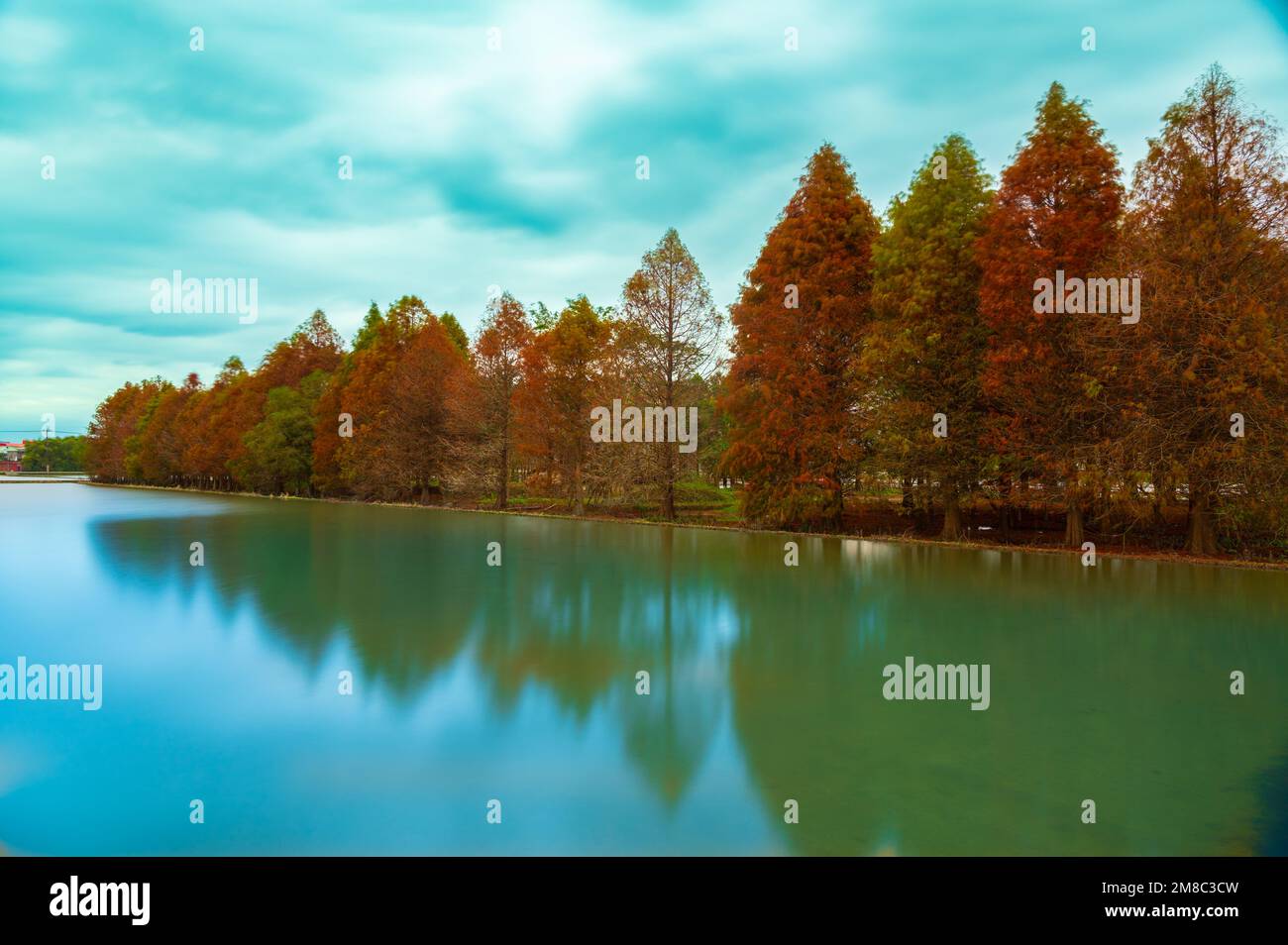 Bald Cypress(Taxodium distichum) by the river grows with red leaves ...