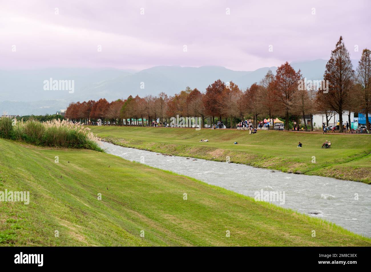 Green grass on both sides of the river. Bald cypress trees with red ...