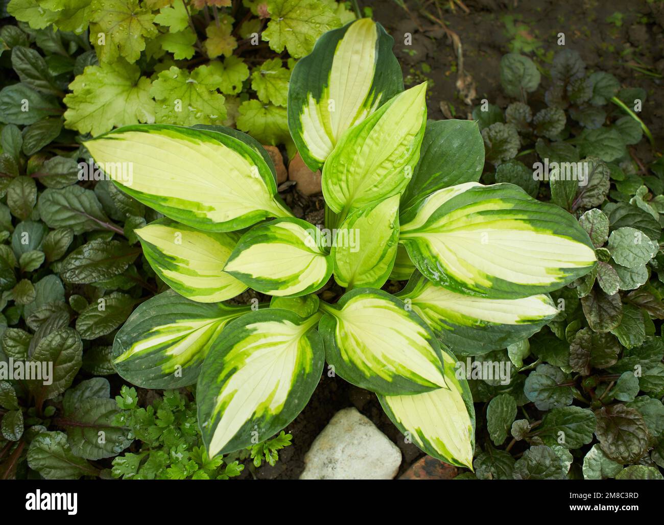 Plantain lily or Hosta foliage plant with white flowers. Hosta, flower ...