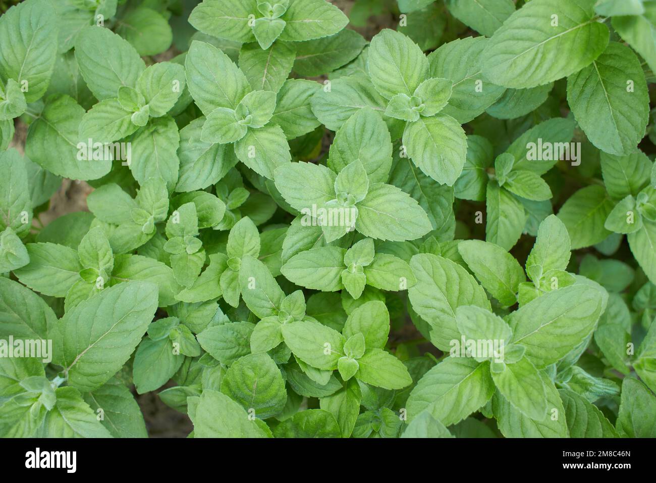 Flat-leaved menthol. Menthol green leaves growing in the garden Stock ...
