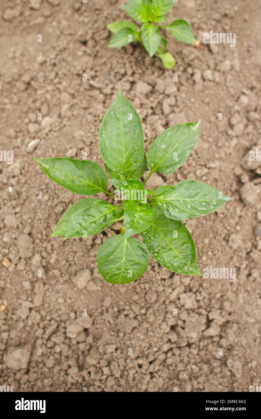 Bush of pepper in the garden. Sweet pepper in the vegetable garden ...