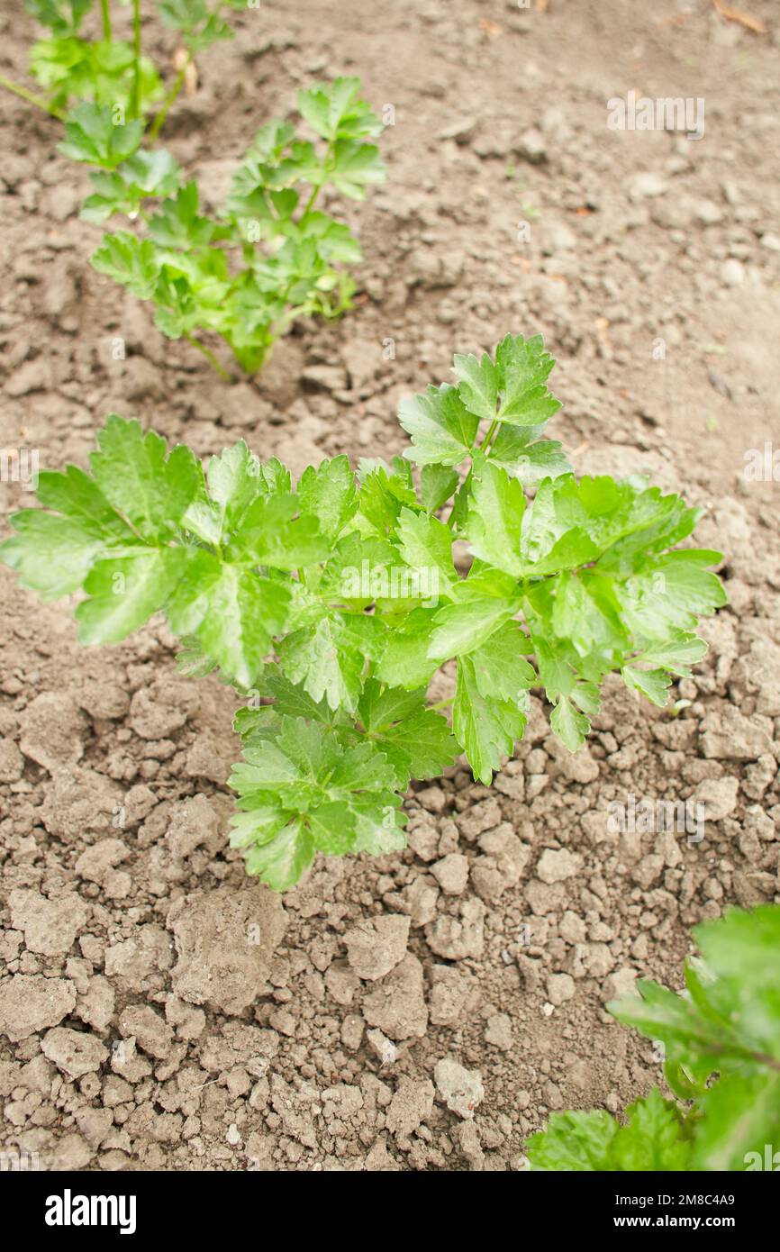 Flat-leaved parsley. Petroselinum crispum. parsley leaves. Green leaves. Parsley growing in the ...