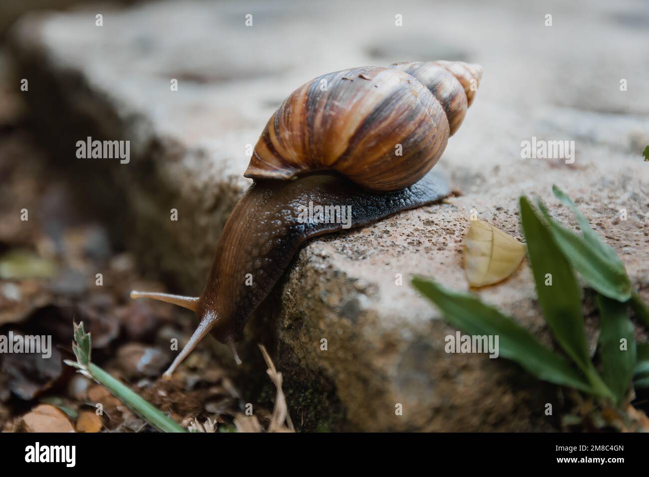 Giant African Snail (Achatina achatina) slowly crawling off the ...