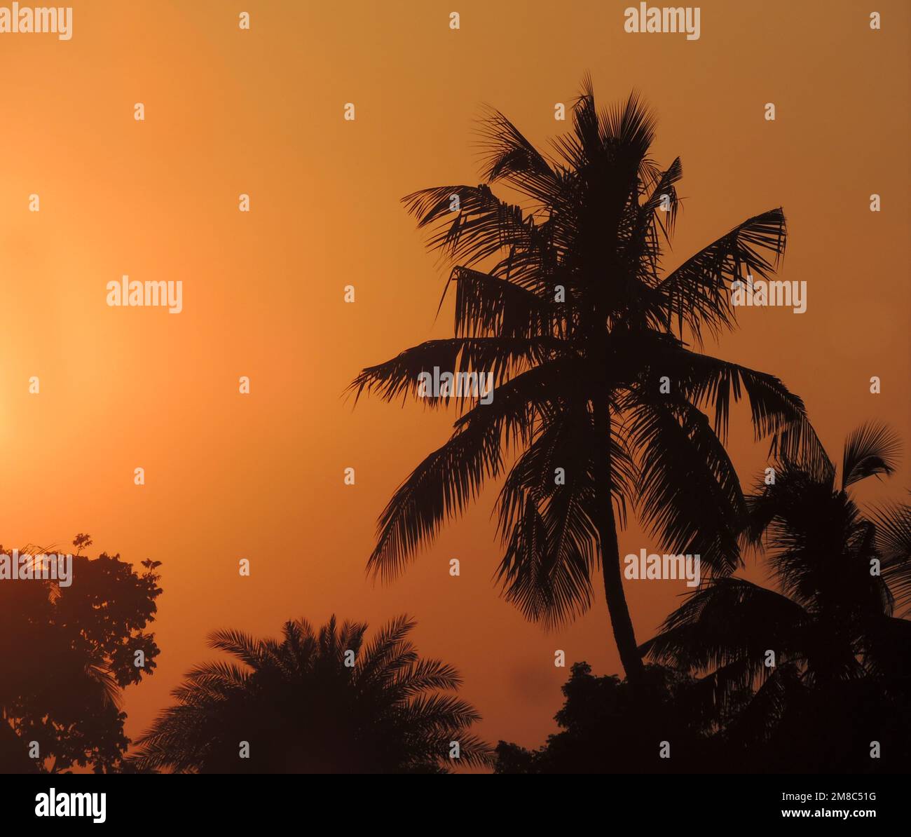 The sun setting behind a palm tree Stock Photo - Alamy