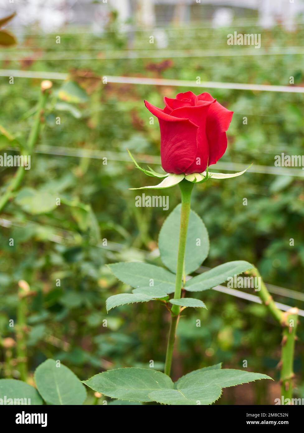 Plantation roses growing inside in a greenhouse Stock Photo - Alamy