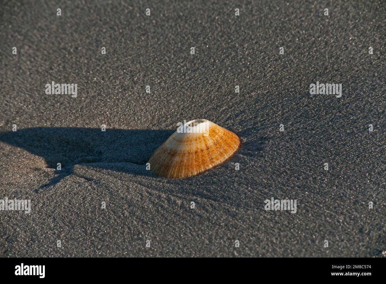 A single shell of the Rayed limpet (Helcion Sp) on the Namaqualand ...
