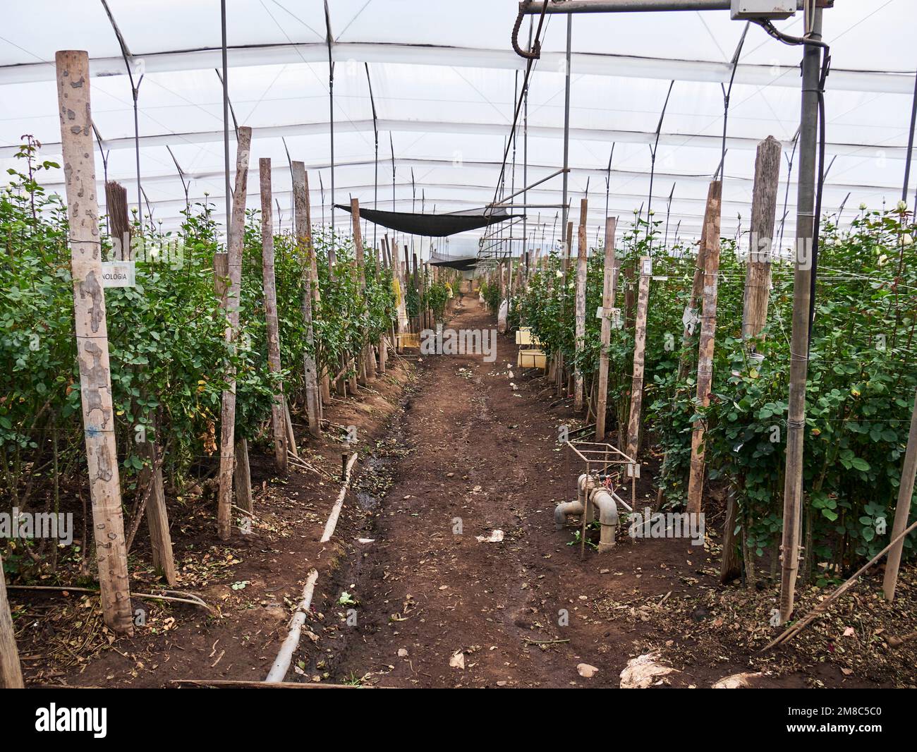 Plantation roses growing inside in a greenhouse Stock Photo - Alamy