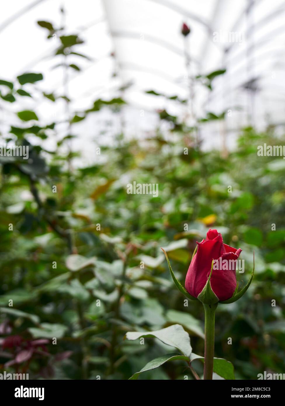 Plantation roses growing inside in a greenhouse Stock Photo - Alamy