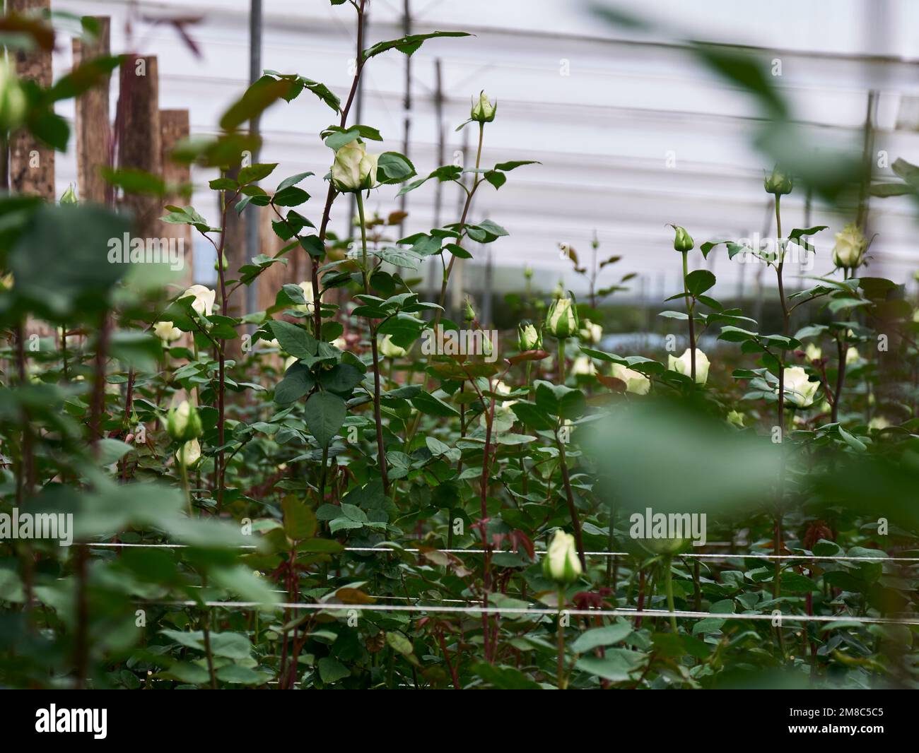 Plantation roses growing inside in a greenhouse Stock Photo - Alamy