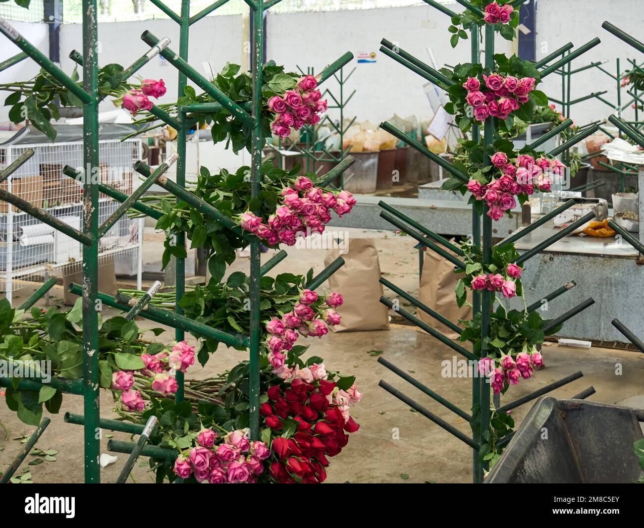 Plantation roses growing inside in a greenhouse Stock Photo - Alamy