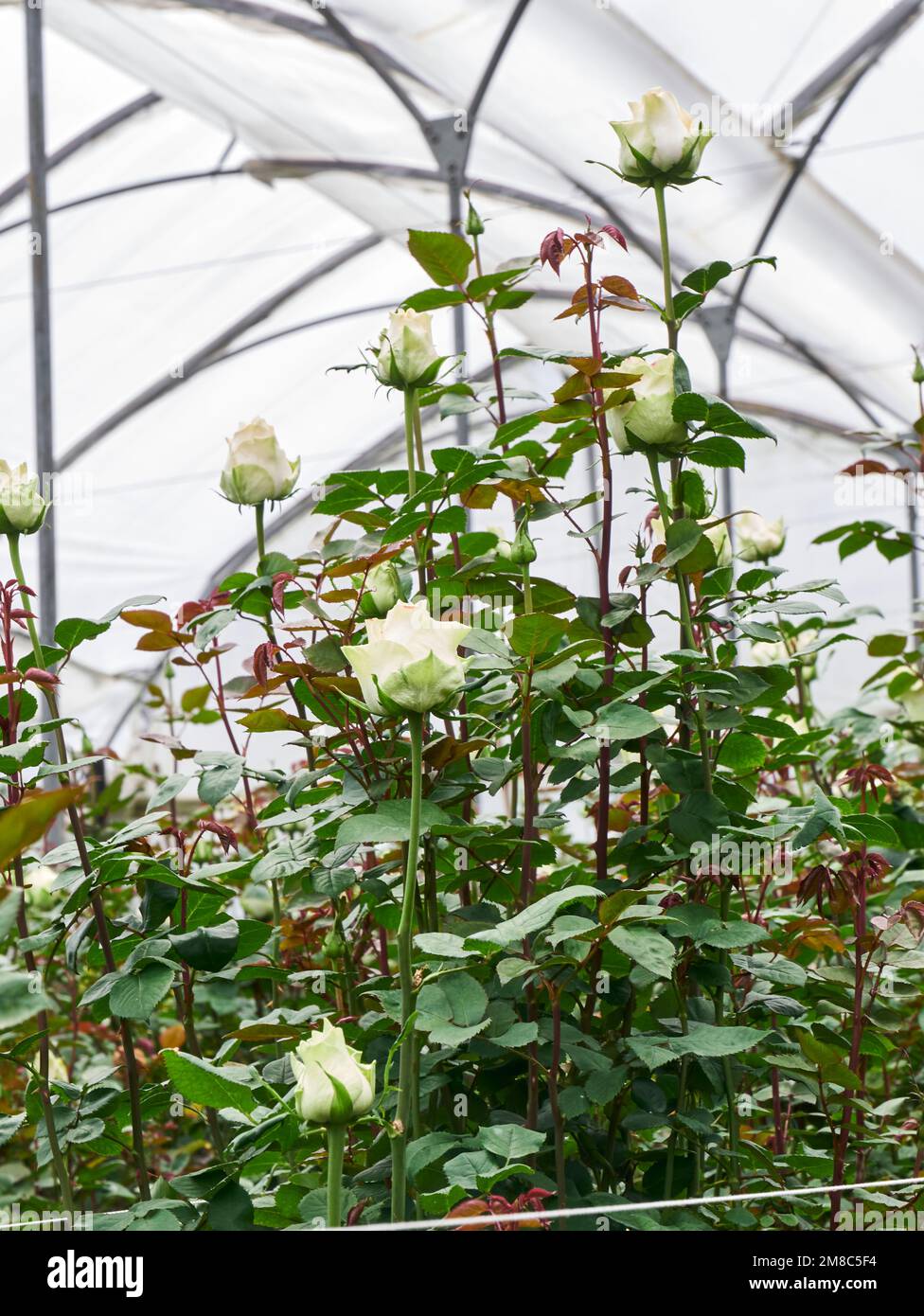 Plantation roses growing inside in a greenhouse Stock Photo - Alamy