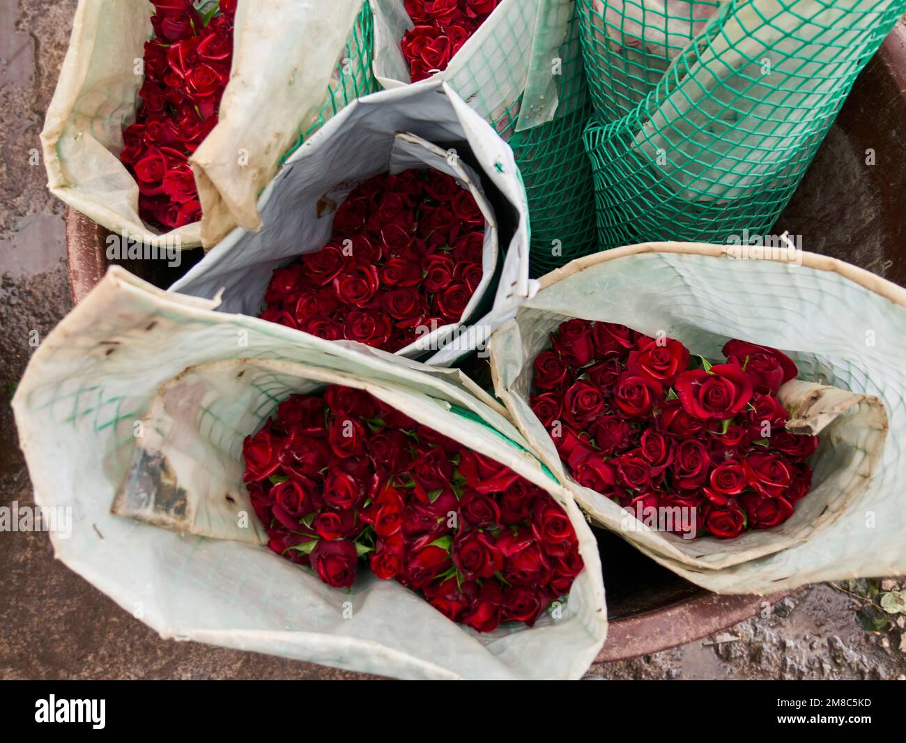 Plantation roses growing inside in a greenhouse Stock Photo - Alamy