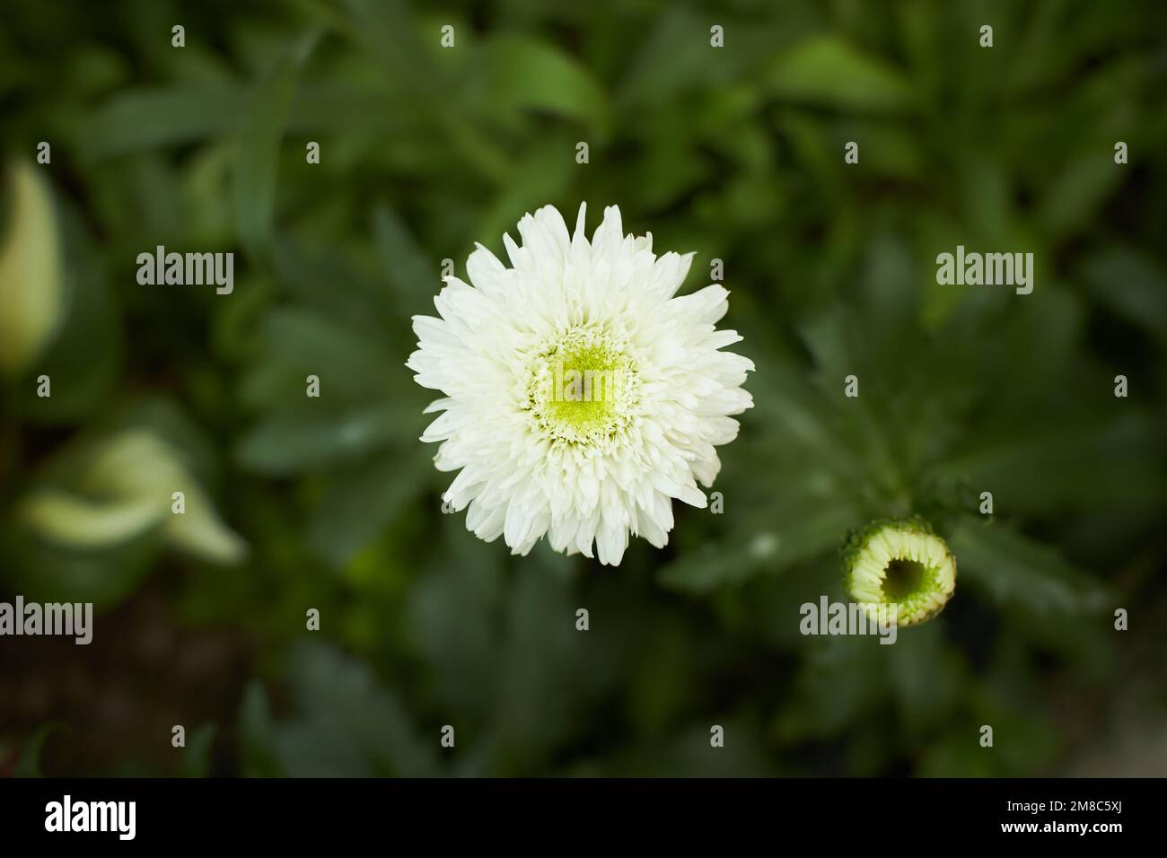 White flowers of Leucanthemum, Shasta Daisy 'Esther Reed' in the garden ...