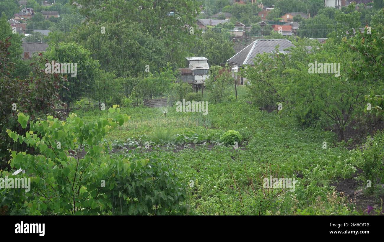 Heavy rain pouring down on roof of house. Storm rain at countryside ...