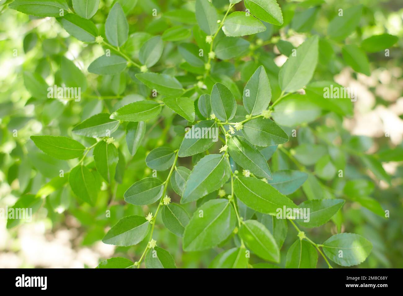 White flowers of date tree in the garden. Summer and spring Stock Photo ...