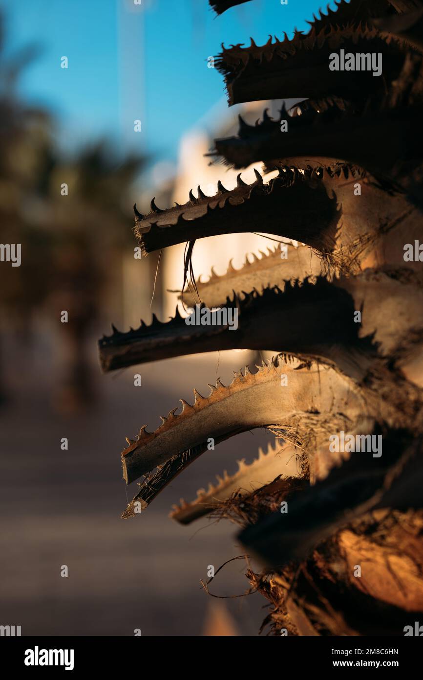 Palm tree bark husk hi-res stock photography and images - Alamy