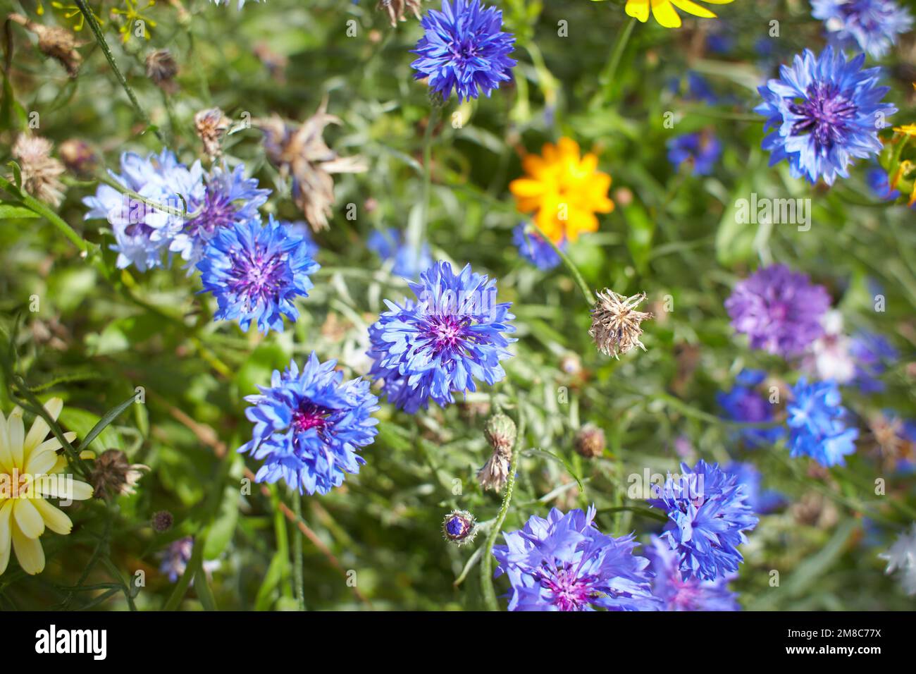 Blue flowers Centaurea cyanus 'Black Gem' in the garden. “Bachelor's ...