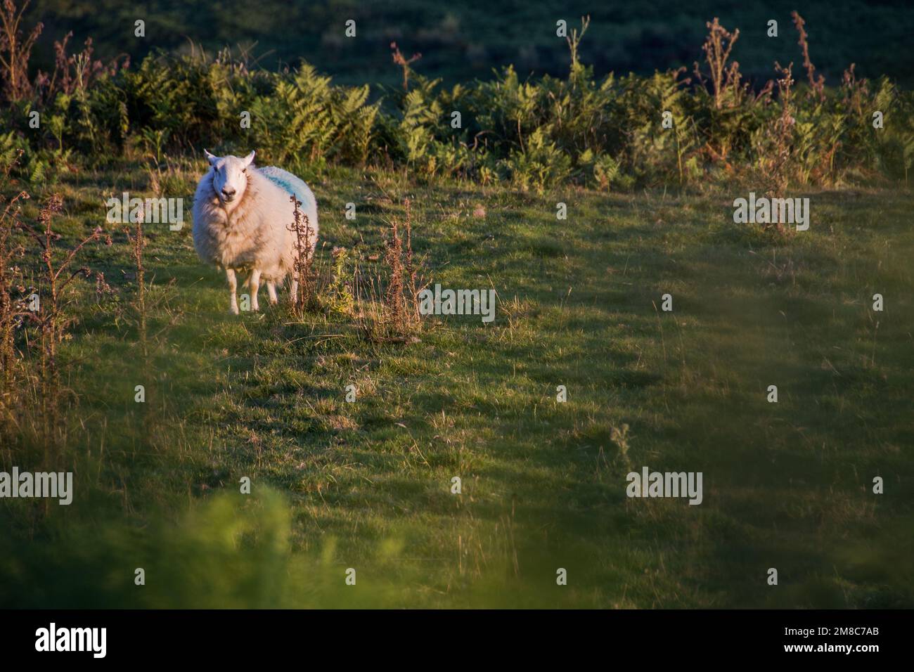Welsh sheep on the hillside during a very warm summer evening ...
