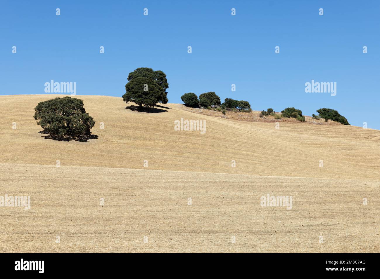 View of dried land with few olive trees. Climate change. Severe drought ...