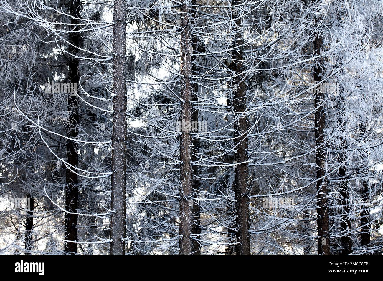 Hoarfrost at a spruce forest Stock Photo - Alamy