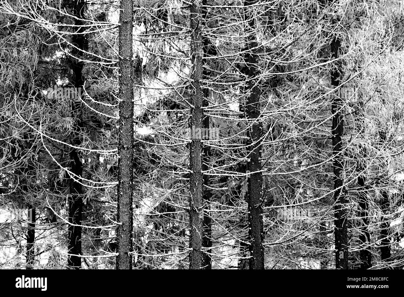 Tree with snow in a forest Black and White Stock Photos & Images - Alamy