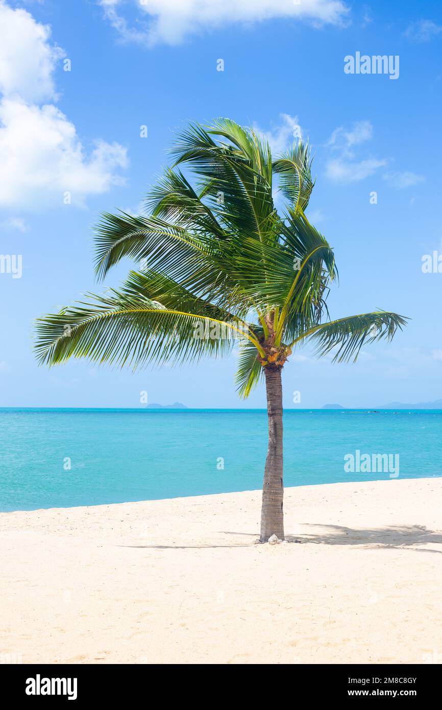 Beach sand sea blue palm tree hi-res stock photography and images - Alamy