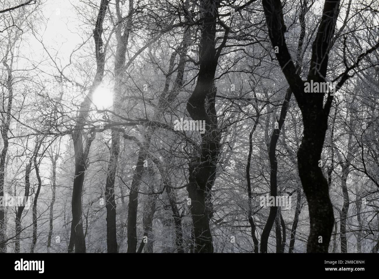 Hoar frost on branches and trees in the forest hi-res stock photography ...