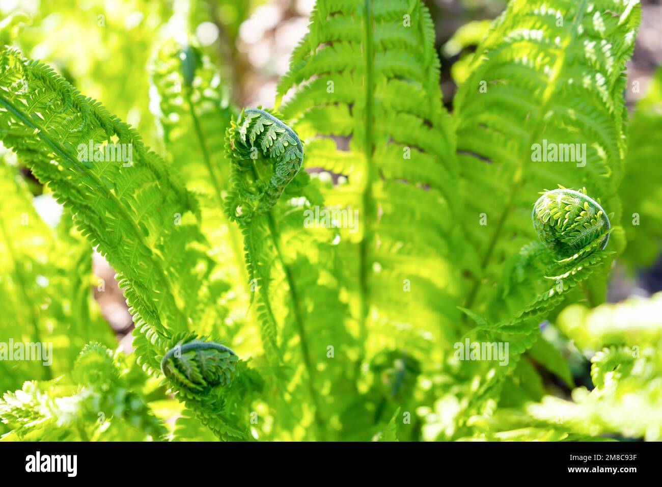 Beautyful young green fern leaves in sunlight. Natural floral foliage ...