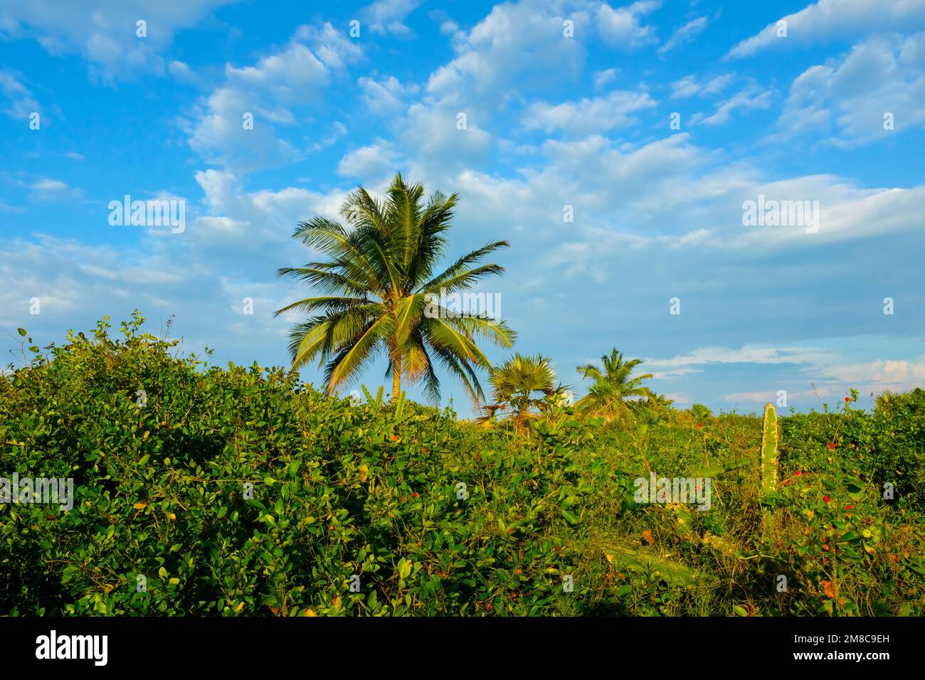 Nature, Yucatan, Mexico Stock Photo - Alamy