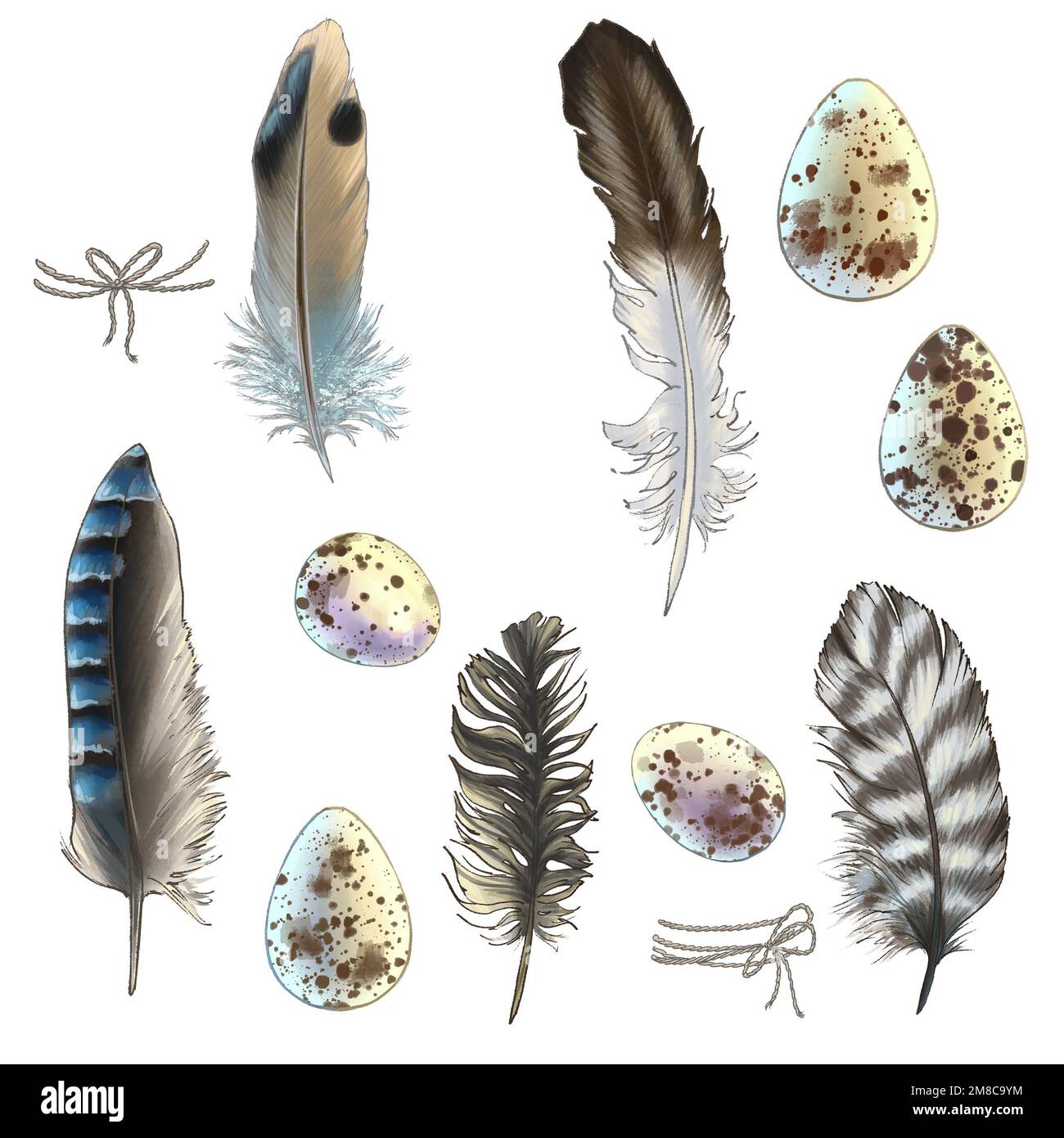 Beautiful feathers and eggs with spots and stripes in a harmonious ...