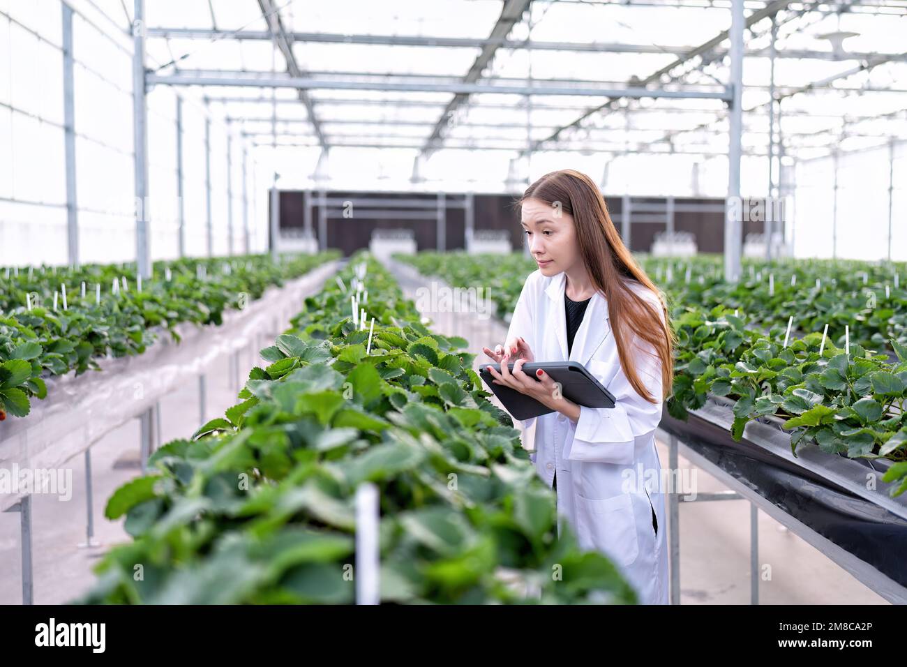 Fruit researcher in high tech greenhouse hydroponic farming monitor the ...