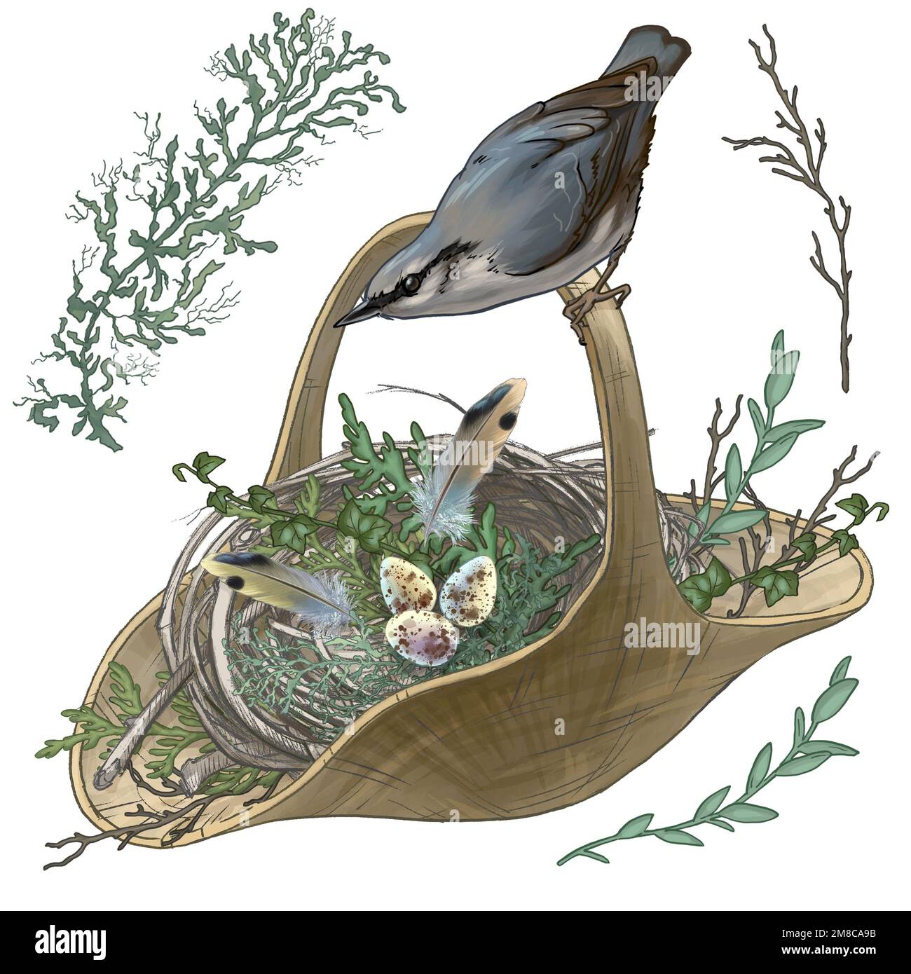 Drawing of a small bird and its nest with eggs. High quality ...