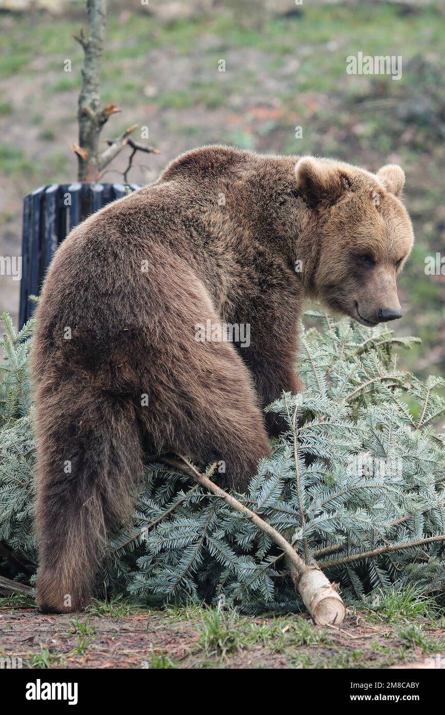 Leftover christmas trees hi-res stock photography and images - Alamy