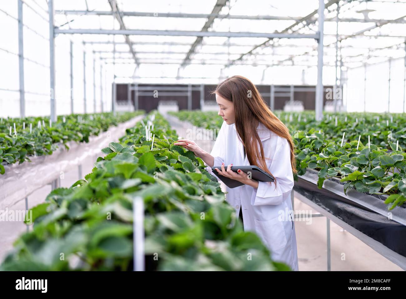 Fruit researcher in high tech greenhouse hydroponic farming monitor the ...