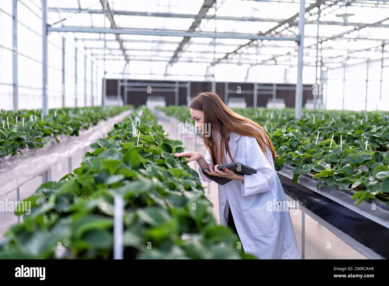 Fruit researcher in high tech greenhouse hydroponic farming monitor the ...